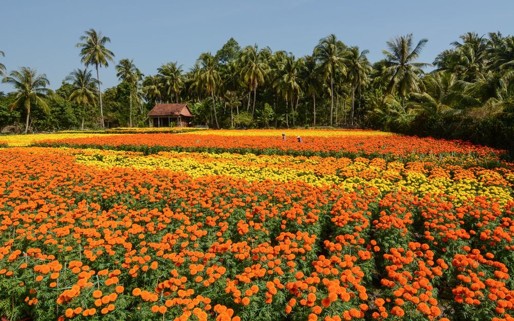 Ho Chi Minh City (Saigon) to Sa Dec tickets - bus