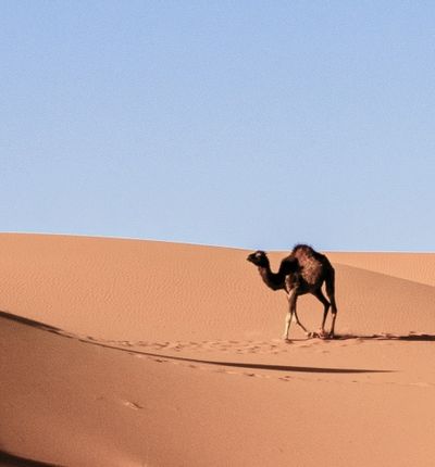 TaroudantからTaghazoutまでのチケット - バス